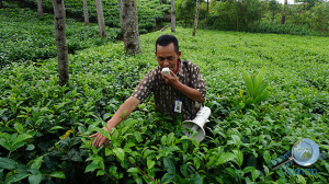 From Plant to Pot: Tambi Tea Plantation - Discover Your Indonesia