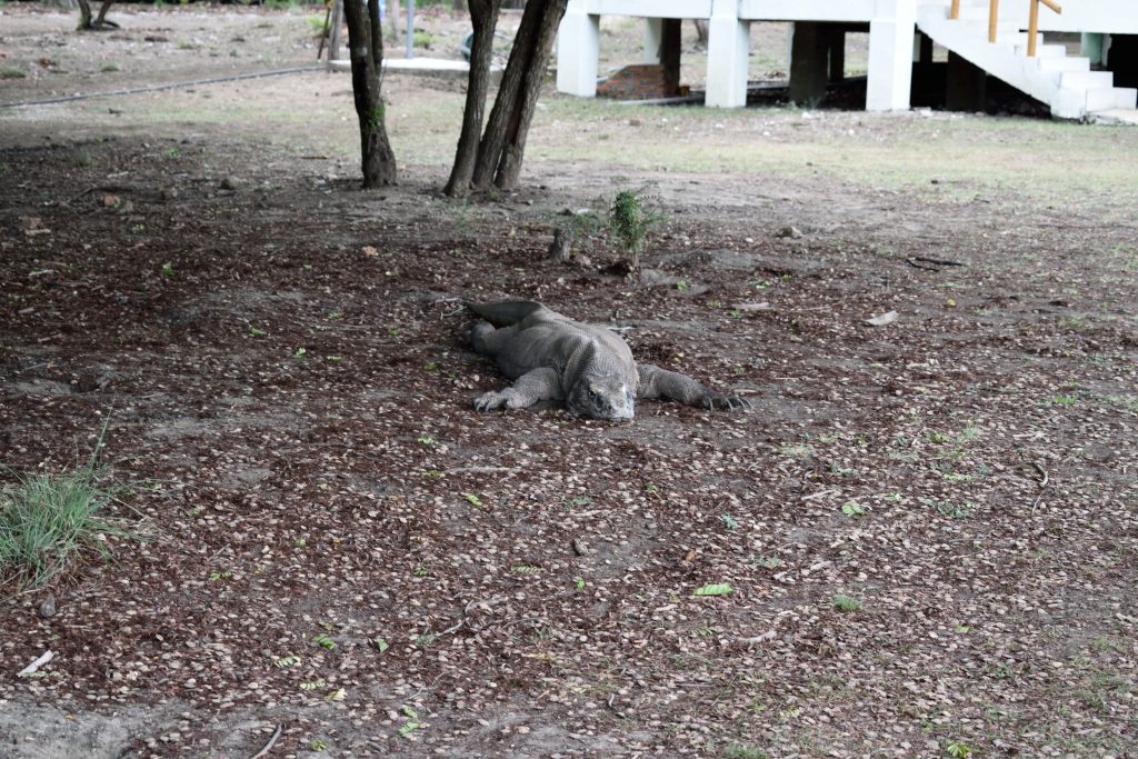 Labuan Bajo Travel Guide: Key Things You Need to Know - Discover Your ...