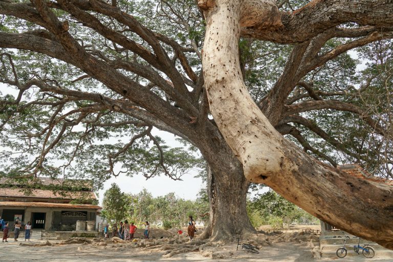 Things to Do in Lasem: Batik, Latoh, and Everything in Between ...